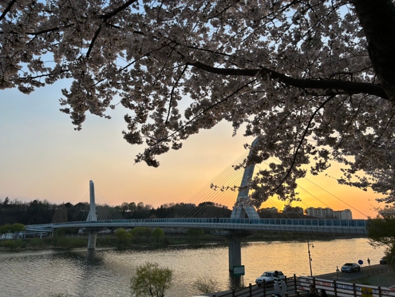 대구 까지 벚꽃터널 벚꽃개화 벚꽃길 걸어보기 개화현재상황 네이버 블로그