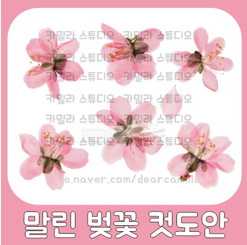 카밀라♥ 봄꽃 실물 컷도안 모음 봄 환경구성 자료모음 봄환경구성 진달래컷도안 개나리컷도안 벚꽃컷도안 봄꽃컷도안