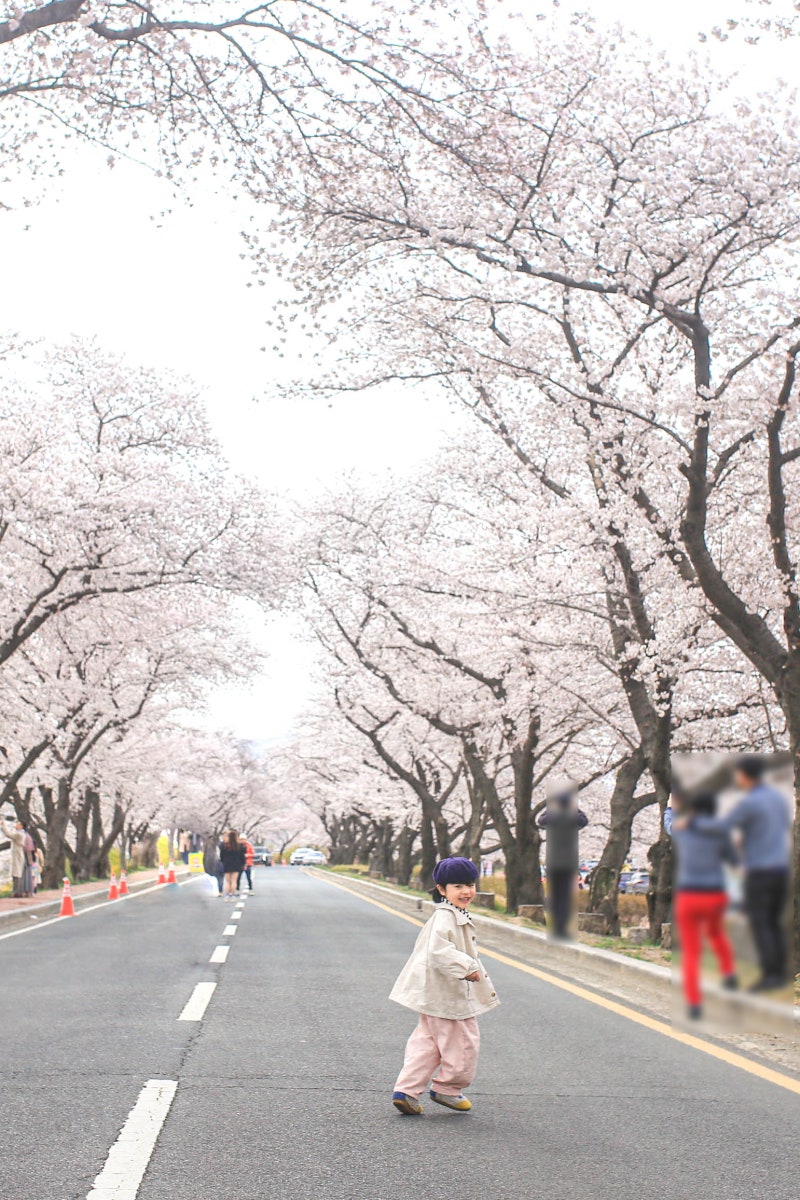 경주 벚꽃 명소 2023 흥무로 벚꽃길 김유신장군묘 가는길 만개 : 네이버 블로그