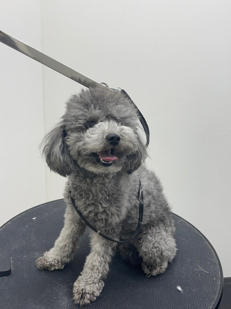 울산애견미용실 울산 애견미용 펫더헤븐 강아지 미용실 푸들 미용 네이버 블로그