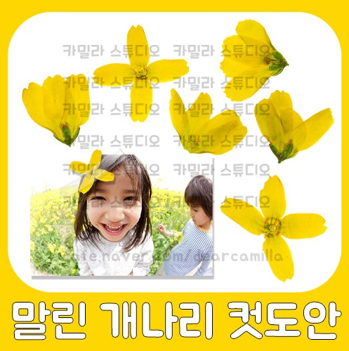 카밀라♥ 봄꽃 실물 컷도안 모음 봄 환경구성 자료모음 봄환경구성 진달래컷도안 개나리컷도안 벚꽃컷도안 봄꽃컷도안