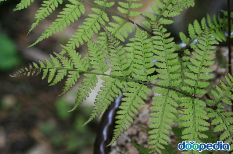 산개고사리 Athyrium vidalii : 네이버 블로그