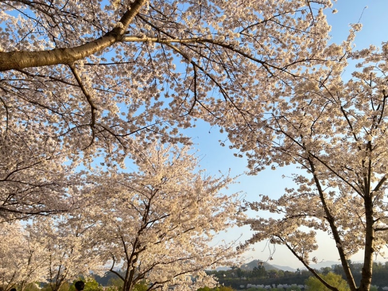 대구 까지 벚꽃터널 벚꽃개화 벚꽃길 걸어보기 개화현재상황 네이버 블로그