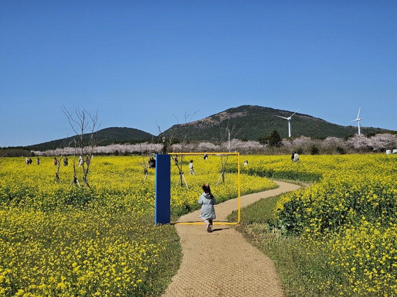 3월 4월 서귀포 여행 가볼만한곳 제주도 가시리 녹산로 유채꽃도로 제주 벚꽃길27일 현재 네이버 블로그