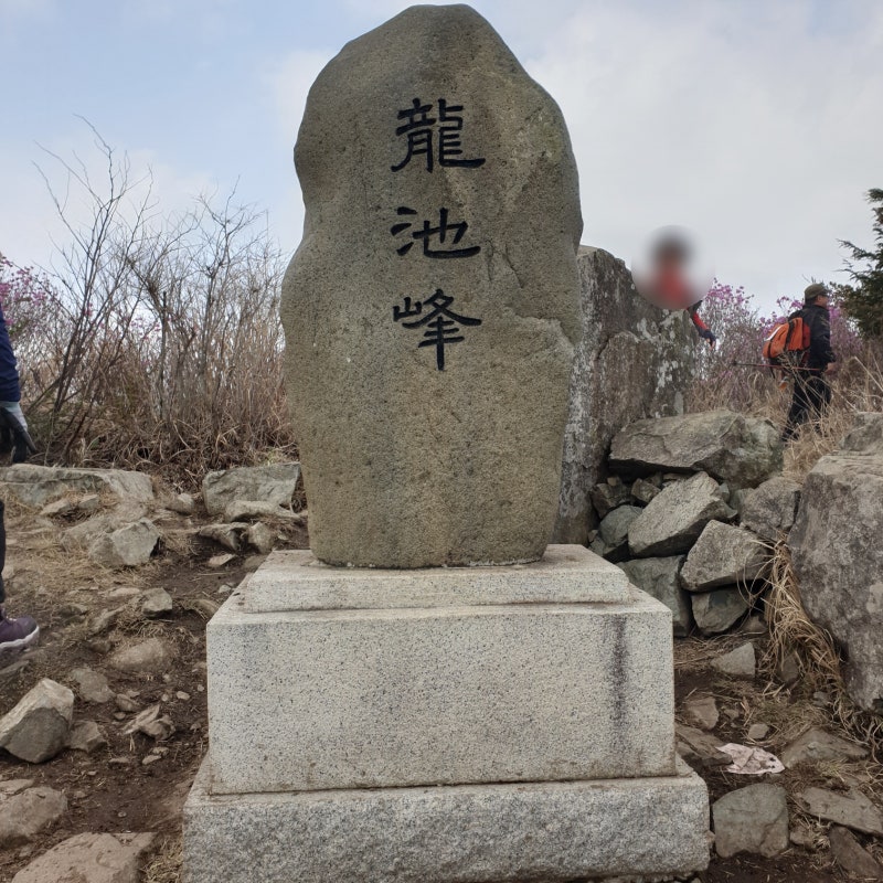 진달래꽃 개화 상태 326 네이버 블로그