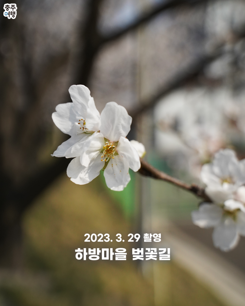 2023년 3월 29일 기준 충주 벚꽃 개화 현황｜충주댐 벚꽃 하방마을 벚꽃 네이버 블로그