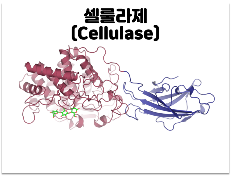 훼스탈 플러스 소화제 성분 효능 효과 복용법 부작용 가격 주의사항 편의점 셀룰라제 판크레아틴 시메티콘 우루사 네이버 블로그