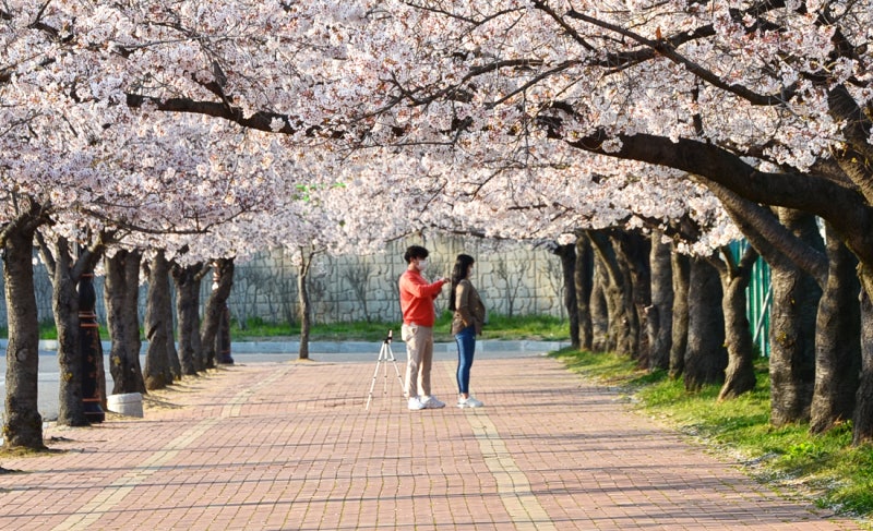 군산 벚꽃 3경 은파호수공원 월명공원 그리고 월명체육관 네이버 블로그