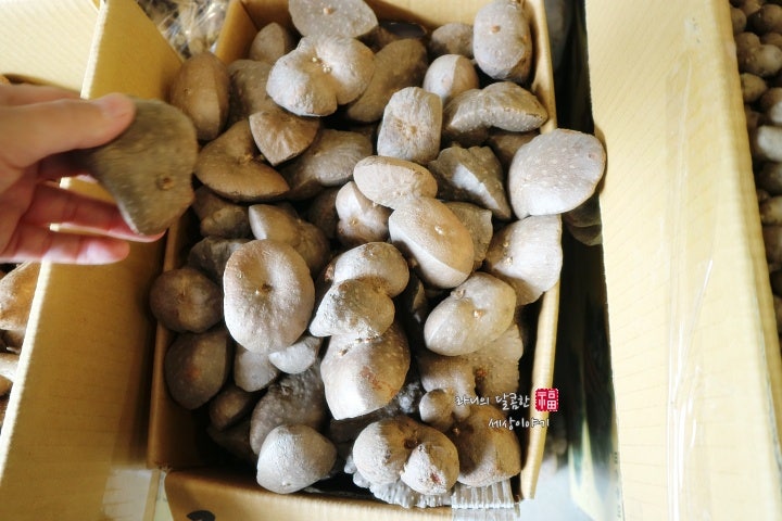 열매마 하늘마 심는시기 수확시기 재배방법 마 효능 10가지 먹는법 보관법 네이버 블로그