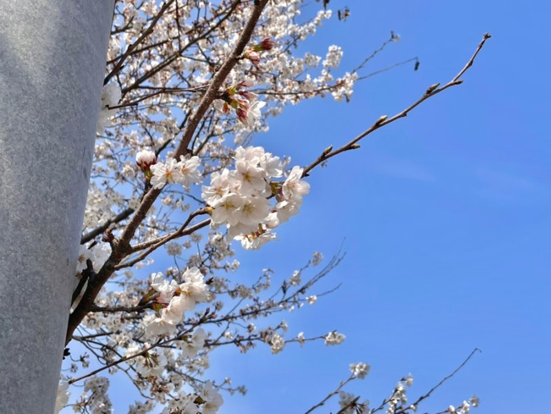 완주 삼례 여행 코스 추천 만경강철교 화물열차주행 비비정예술열차 네이버 블로그