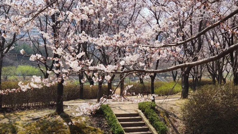 분당 탄천 벚꽃명소 정자역에서 용인 죽전역까지 즐기는 봄꽃 나들이 네이버 블로그