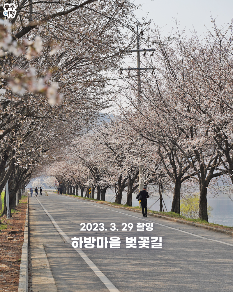 2023년 3월 29일 기준 충주 벚꽃 개화 현황|충주댐 벚꽃 하방마을 벚꽃 네이버 블로그