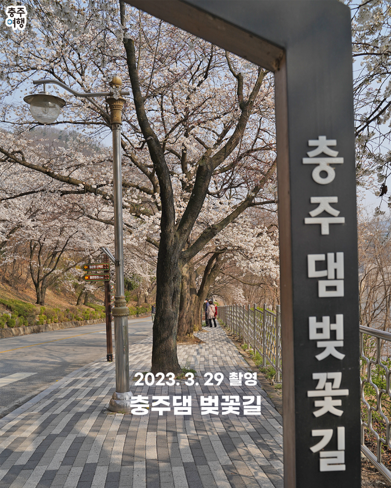 2023년 3월 29일 기준 충주 벚꽃 개화 현황|충주댐 벚꽃 하방마을 벚꽃 네이버 블로그