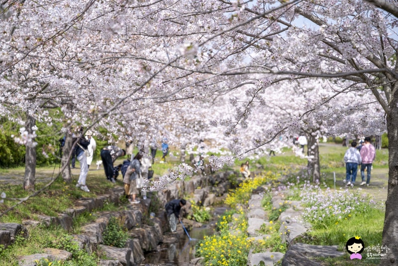 제주도 벚꽃 명소 제주 가시리 녹산로 유채꽃축제 서귀포 예래생태공원 벚꽃 네이버 블로그