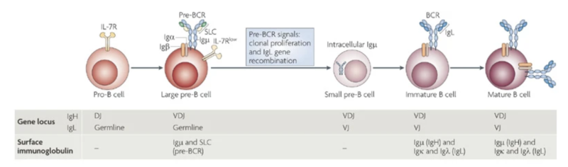 VDJ, CSR, SHM (B cell) 그리고 RAG, AID : 네이버 블로그