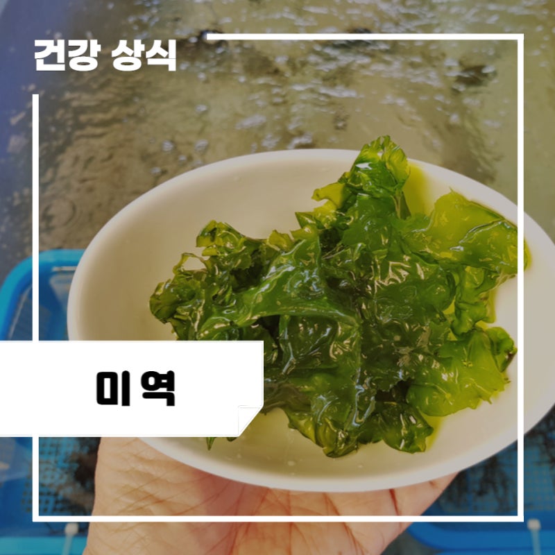 미역의 효능 5가지 및 부작용 다이어트 칼로리 영양성분 정리 미역국 미역줄기 미역귀 네이버 블로그