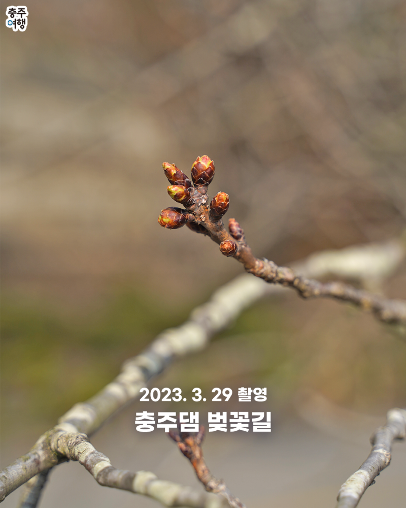 2023년 3월 29일 기준 충주 벚꽃 개화 현황|충주댐 벚꽃 하방마을 벚꽃 네이버 블로그