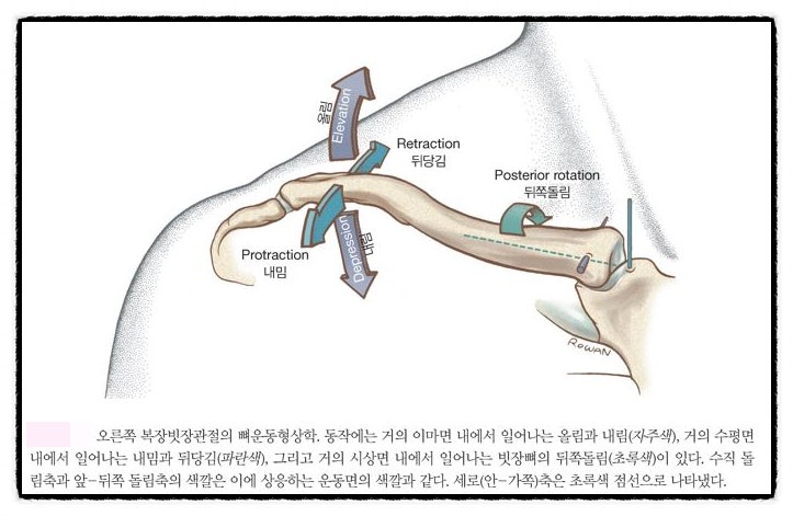 복장빗장관절 Sternoclavicularsc Joint 네이버 블로그
