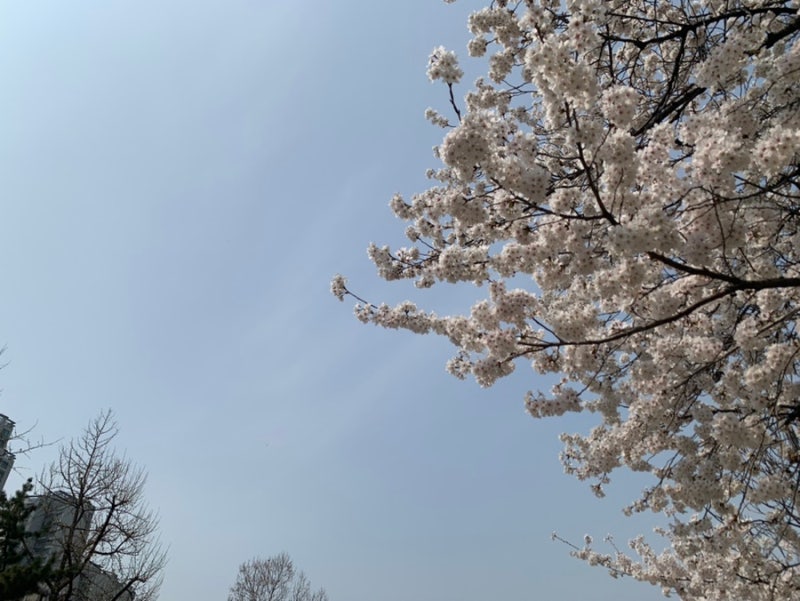 서울 벚꽃 개화시기 올림픽공원 성내천 벚꽃 명소 네이버 블로그