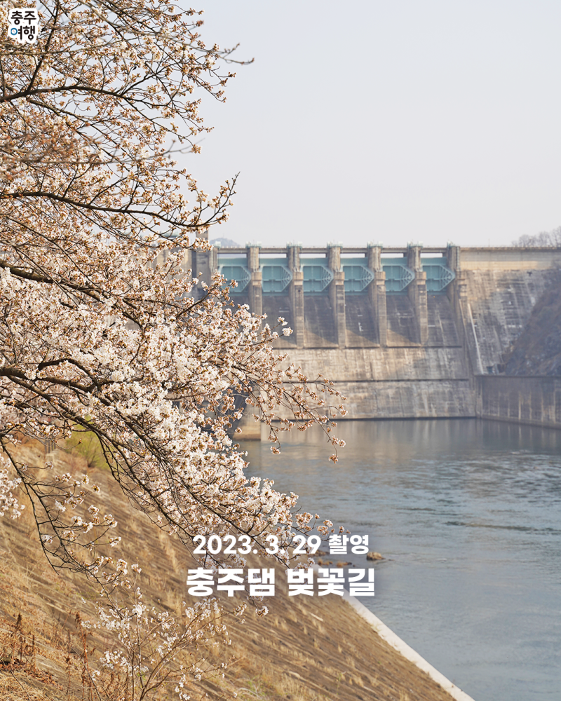 2023년 3월 29일 기준 충주 벚꽃 개화 현황|충주댐 벚꽃 하방마을 벚꽃 네이버 블로그