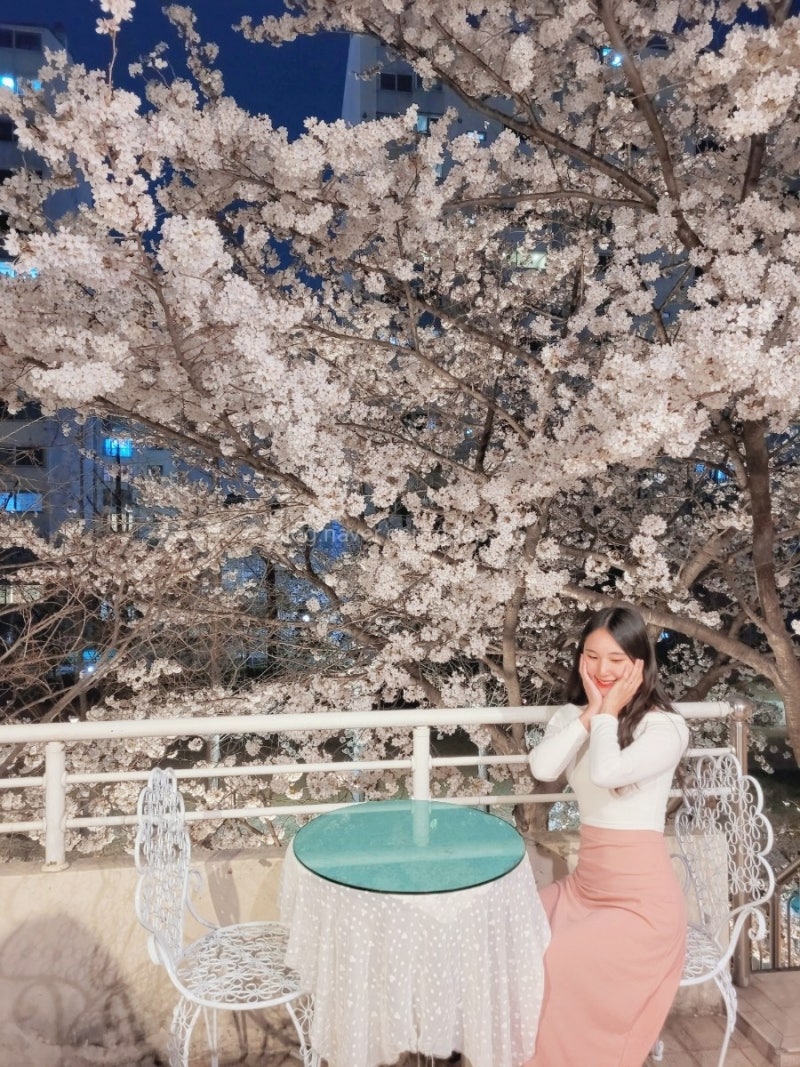 서울 유명한 벚꽃 명소 카페 연남동 벚꽃집 만개 네이버 블로그