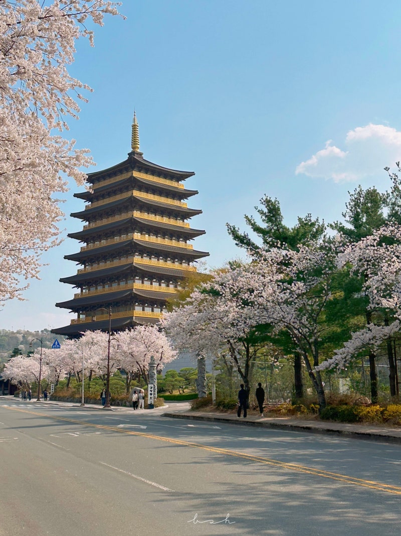 2023년 경주 벚꽃 명소 실시간 황룡원 보문정 보문호and보문관광단지 대릉원 대릉원돌담길 월정교 오릉돌담길