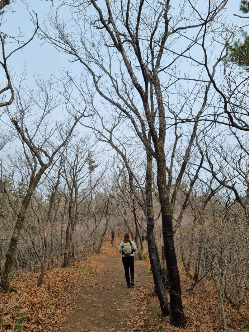 경주 토함산 등산코스 최단코스 석굴암주차장에서 정상까지 산행 및 석굴암 방문 주차비 입장료 네이버 블로그