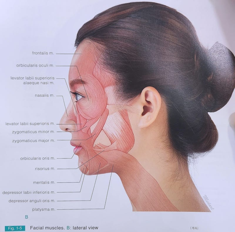 얼굴 표정 근육 이름 해부학 형태 그리고 기능 웃을때 분노할때 작용하는 얼굴 표정 근육 이름과 형태 네이버 블로그