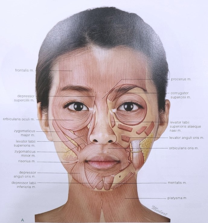 얼굴 표정 근육 이름 해부학 형태 그리고 기능 웃을때 분노할때 작용하는 얼굴 표정 근육 이름과 형태 네이버 블로그