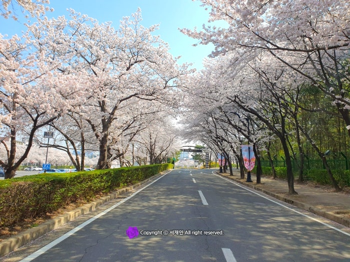 대구 이월드 벚꽃축제 프랑제리사과빵 이월드 팝업 블라썸 피크닉♪ 네이버 블로그