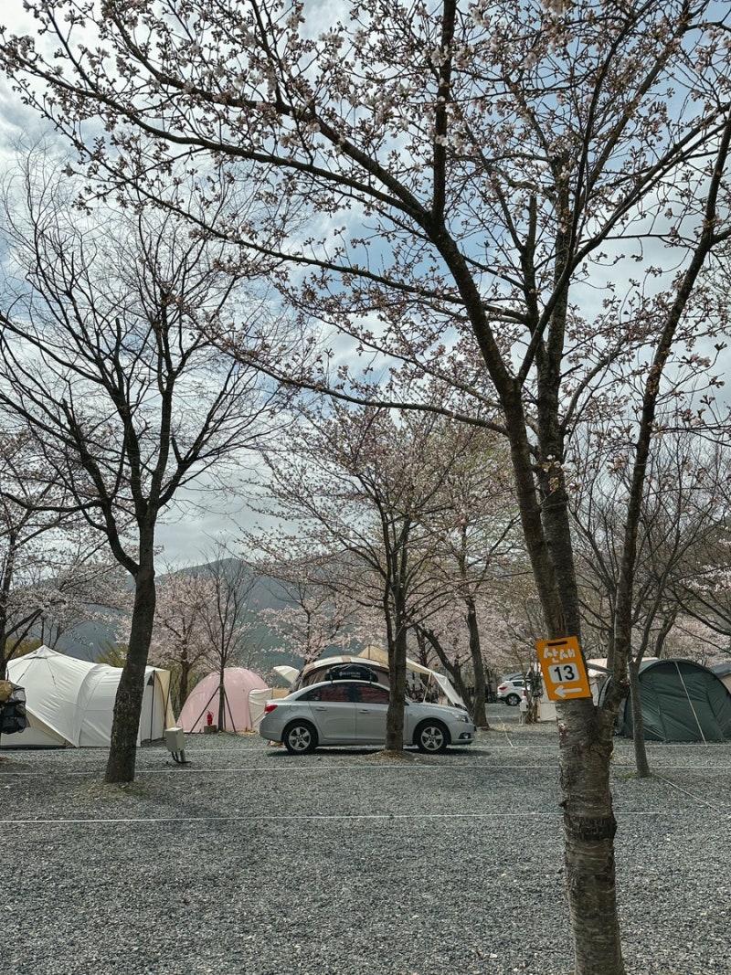 밀양 미르캠핑장 324 26 벚꽃캠핑 사이트 리뷰명당추천 네이버 블로그