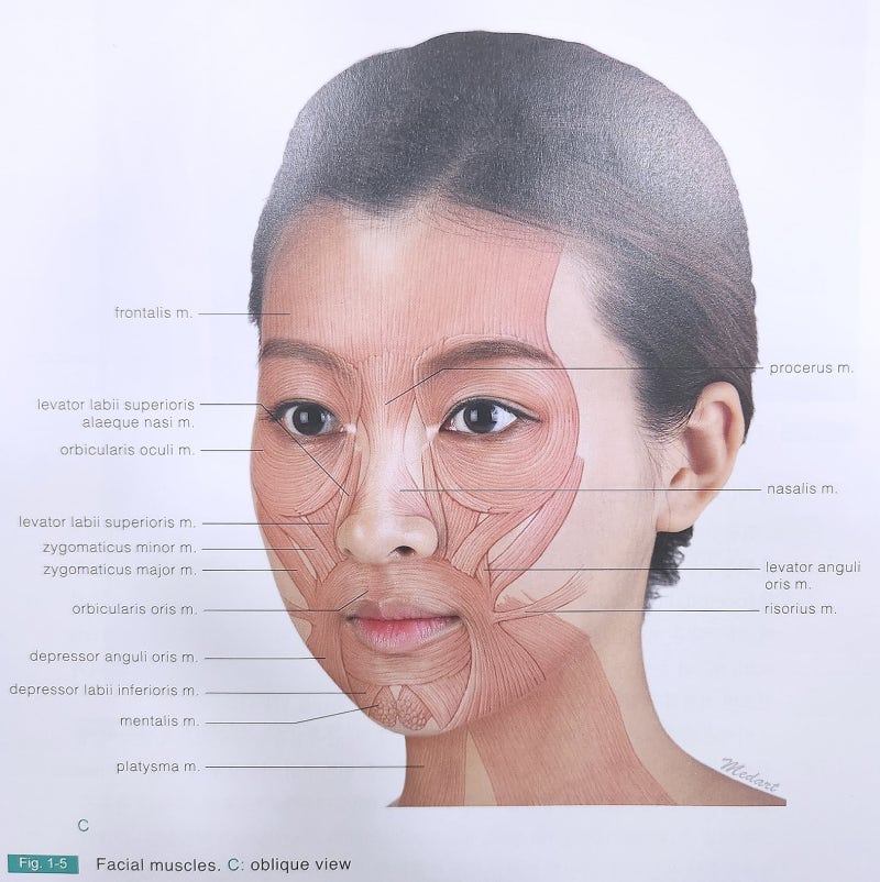 얼굴 표정 근육 이름 해부학 형태 그리고 기능 웃을때 분노할때 작용하는 얼굴 표정 근육 이름과 형태 네이버 블로그