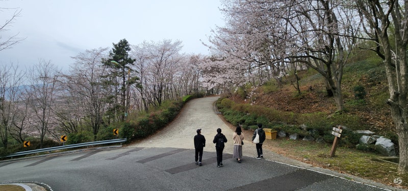봄기운을 느끼며 걷는 🌸진해드림로드 천자봉해오름길🌸 네이버 블로그