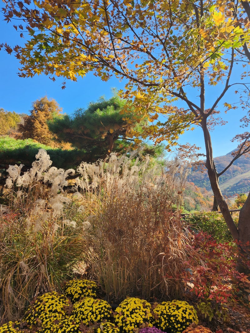 화담숲 여행 봄 수선화 축제 예약 방법 모노레일 탑승 벚꽃 개화시기 정보 네이버 블로그
