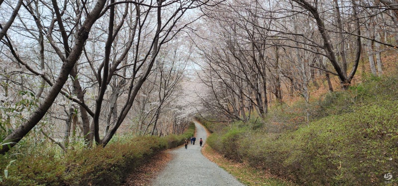 봄기운을 느끼며 걷는 🌸진해드림로드 천자봉해오름길🌸 네이버 블로그
