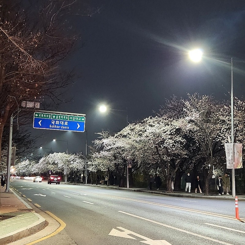 2023 여의도 벚꽃축제 기간 윤중로 주차 꿀팁 및 벚꽃길 현재 개화 현황 네이버 블로그