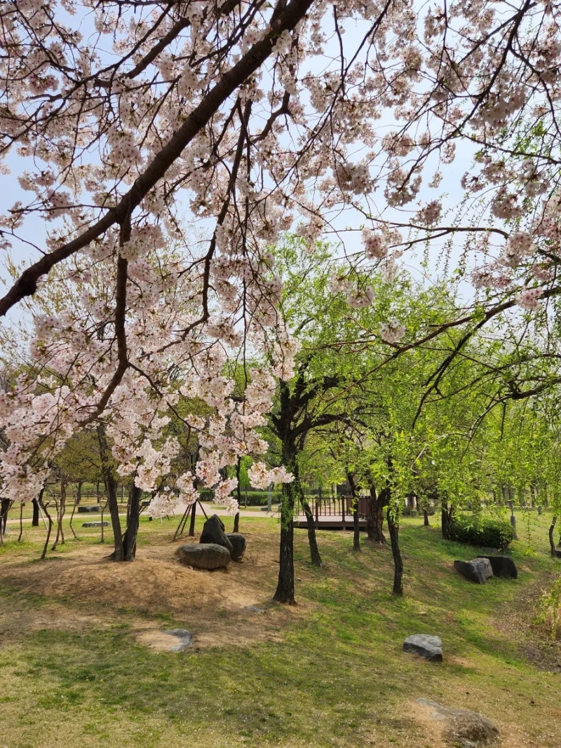 김해 가볼만한곳 피크닉하기 좋은 벚꽃 명소 봉황대공원 네이버 블로그