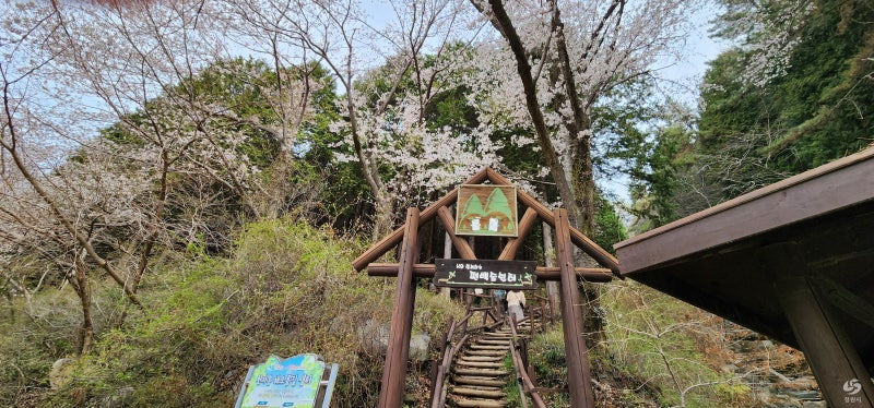 봄기운을 느끼며 걷는 🌸진해드림로드 천자봉해오름길🌸 네이버 블로그
