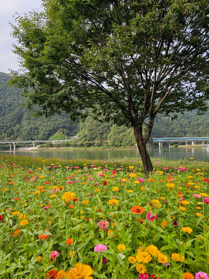 충북 단양 도담정원 코스모스 도담삼봉 행복마을 가을 꽃 축제 네이버 블로그