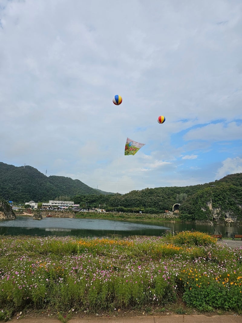 충북 단양 도담정원 코스모스 도담삼봉 행복마을 가을 꽃 축제 네이버 블로그