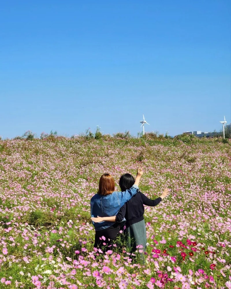 [안성]안성팜랜드 코스모스/핑크뮬리 : 네이버 블로그