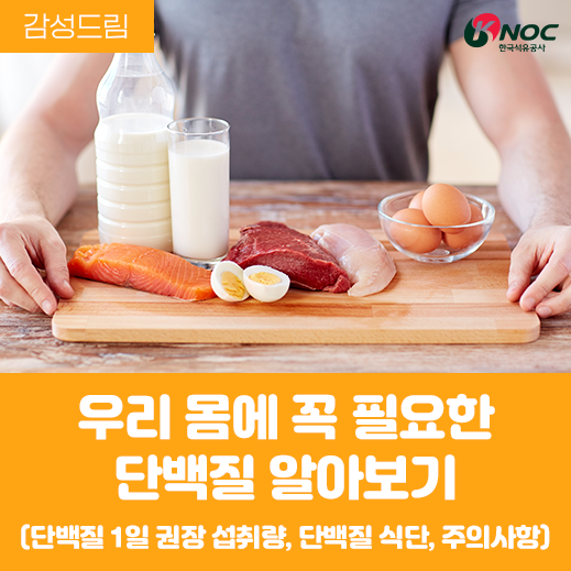 우리 몸에 꼭 필요한 단백질 알아보기단백질 1일 권장 섭취량 단백질 식단 주의사항