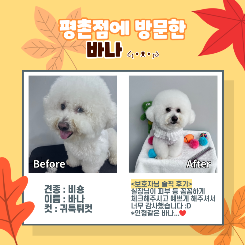 안양 평촌 애견미용 샵 네오펫ㅣ비숑 스포팅 귀툭튀 컷 네이버 블로그