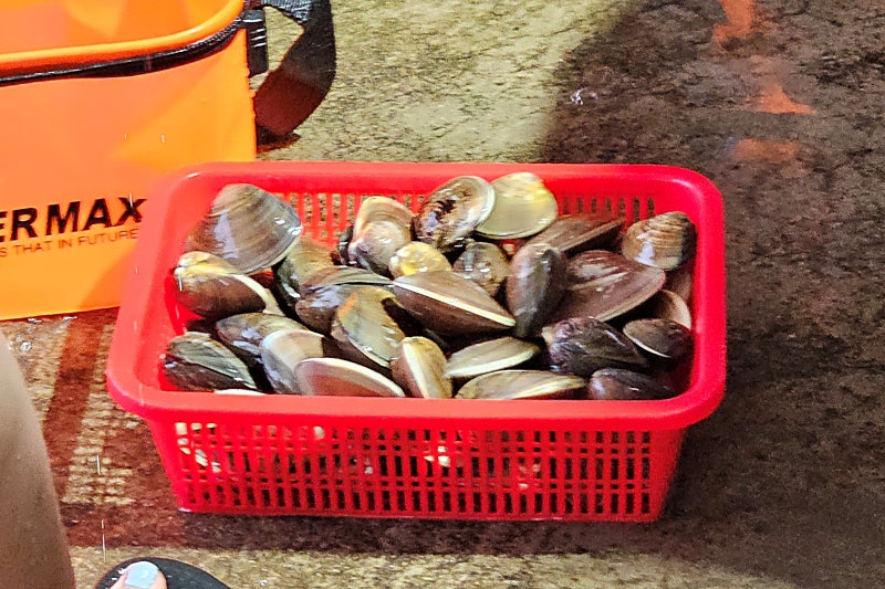 영종도 마시안 갯벌체험 물때 인천 아이랑 가볼만한곳 해루질 준비물 네이버 블로그