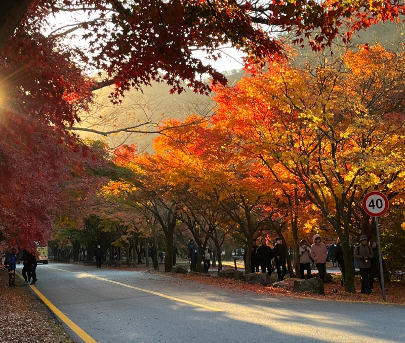 2023년 정읍 내장산 단풍 시기 및 주차 케이블카 단풍 축제 코스 꿀팁 완전 정복 네이버 블로그