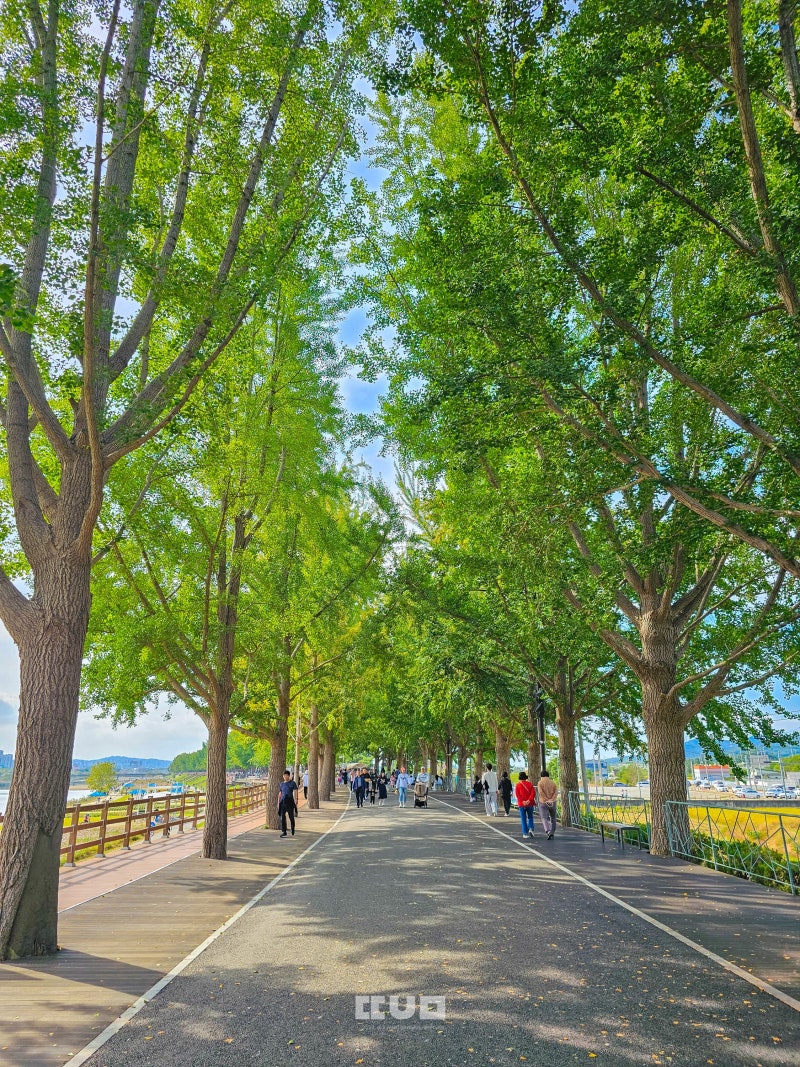 천안아산 가볼만한 곳 현충사 곡교천 은행나무길 코스모스 명소 네이버 블로그