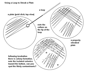미생물 도말법 : 네이버 블로그