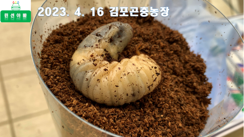 장수풍뎅이 사슴벌레 만나기 김포곤충농장 어린이 체험 네이버 블로그