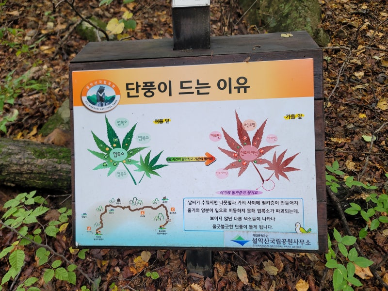 양양여행 설악산 오색약수 코스 주전골 용소폭포 오색약수터 네이버 블로그