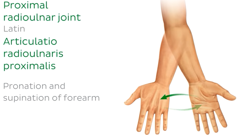 상완골(위팔뼈, humerus), 요골(노뼈, radius), 척골(자뼈, ulna)로 구성된 팔꿈치 관절의 구조와 기능 ...